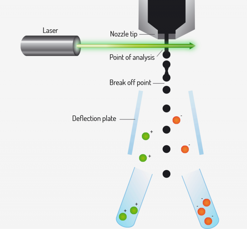 Cell sorting – Flow cytometry